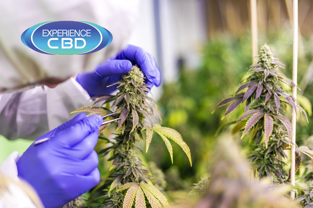 What is Pharmaceutical-Grade CBD Oil – Experience CBD
